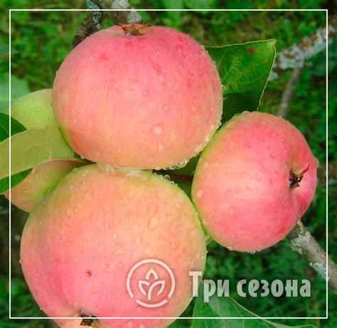 Яблоня Грушовка Описание Сорта Фото — Mixyfotos.ru