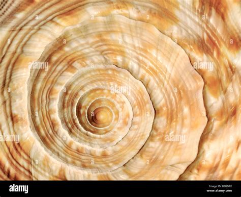 Spirale Muschel Stockfotos und -bilder Kaufen - Alamy