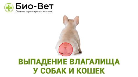 Выпадение влагалища у собак и кошек. Ветеринарная клиника Био-Вет ...