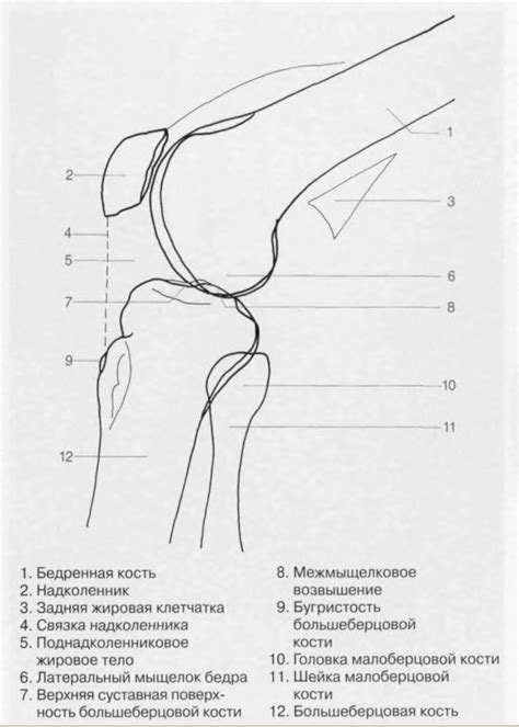 Особенности лучевой диагностики от Александра Шаховского: Эталоны ...
