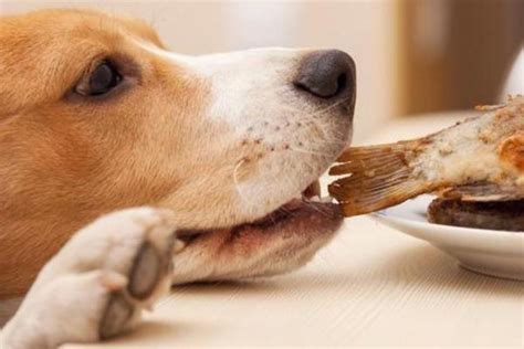 Vitamin D in Dogs - Usage, Dosage and Toxicity