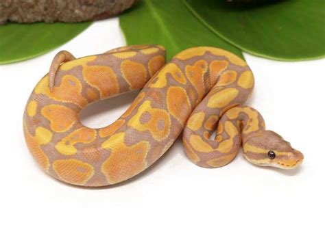 Banana Ball Python Morphs - A Guide to the Different Varieties - Vital Frog
