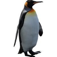 Download Penguin Free PNG photo images and clipart | FreePNGimg