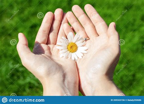Romantic Camomile Flower in Person Opened Hands with Green Natural ...