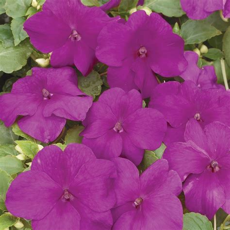 Impatiens Série Xtreme™ F1 - Norseco