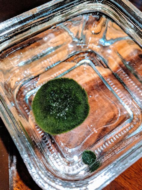 82 best r/marimo images on Pholder | I got these marimo in Japan seven ...