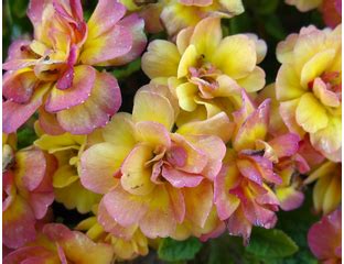 ПРИМУЛЫ \PRIMULA\ - беларина нектарин