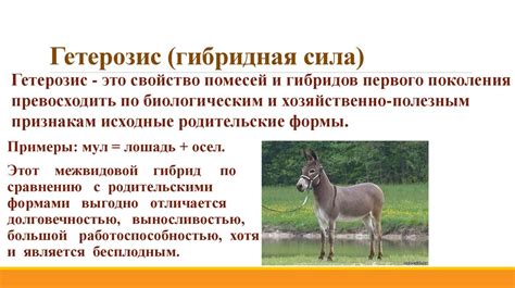 Генетика. Инбридинг и гетерозис. Методы получения трансгенных животных ...
