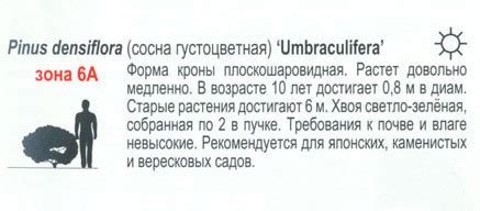 Сосна густоцветная / Сосна / Хвойные / Энциклопедия растений ...