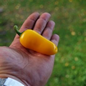 NewMex Lemon Spice (Острый перец Ньюмекс Лемон Спаси)