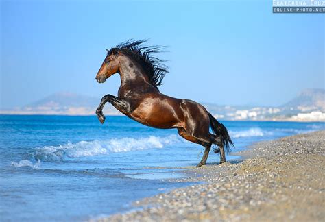 - фотографии - KatyaD - конники - equestrian.ru