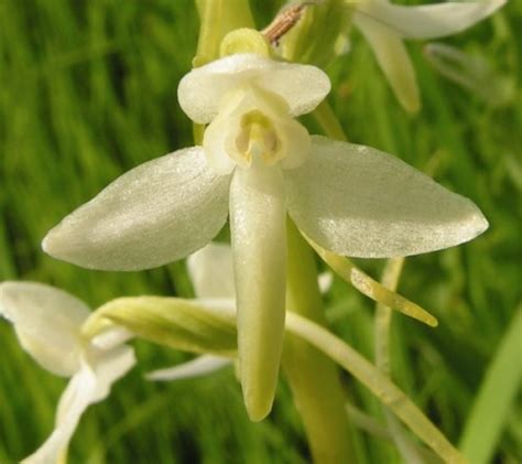 Любка двулистная (Platanthera bifolia)