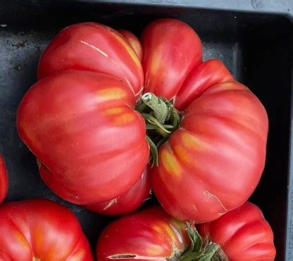 Fleischtomate Belmonte bio – Das Lavendelhaus