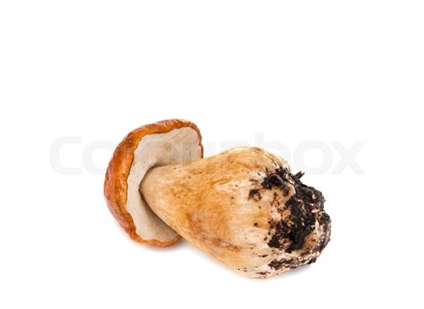cep isolated | Stock image | Colourbox
