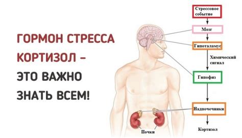 Кортизол: за что отвечает у мужчин, как действует, причины понижения и ...
