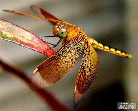 красивые насекомые мира Насекомые (50 фото) #yandeximages | Dragonfly ...