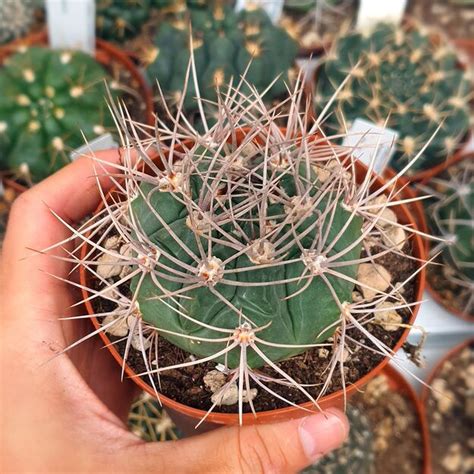GYMNOCALYCIUM CARDENASIANUM