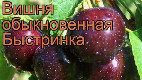 Вишня обыкновенная Быстринка (prunus cerasus bystrinka) 🌿 обзор: как ...