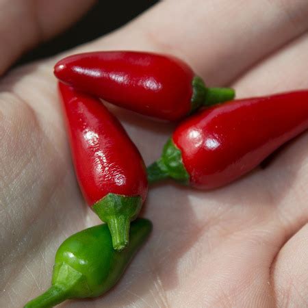 Спелый стручок острого перца Large Red Cherry