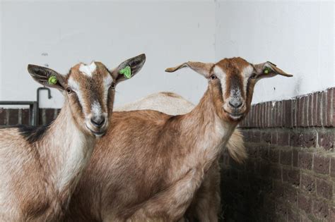 - Natuurcentrum Gorinchem