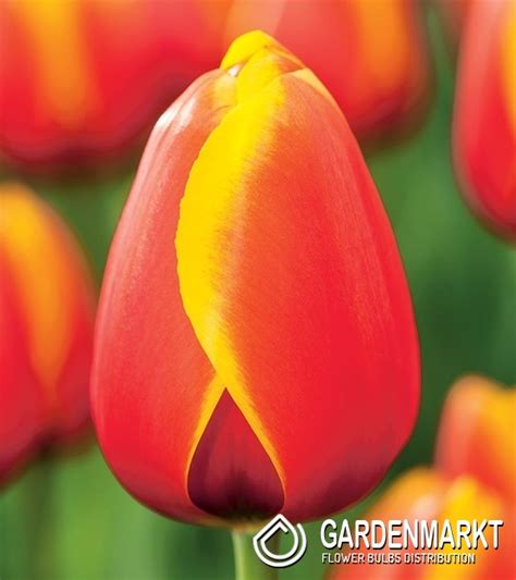 Tulipan Triumph Worlds Friend 5 szt. - Gardenmarkt.pl