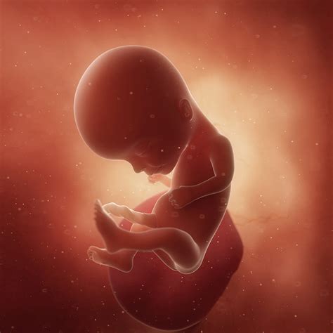 14. SSW: Entwicklung, Symptome und Ultraschallbilder