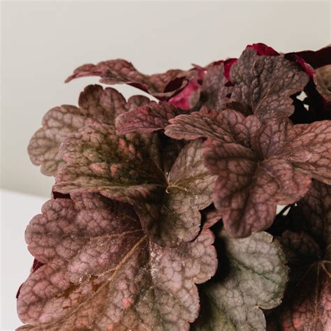 Heuchera 'Berry Smoothie' | Plantì Shop