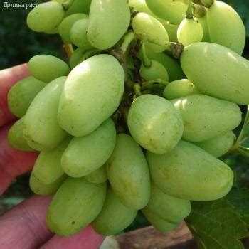 Виноград Сицилия купить с доставкой почтой, цены, фото в интернет ...