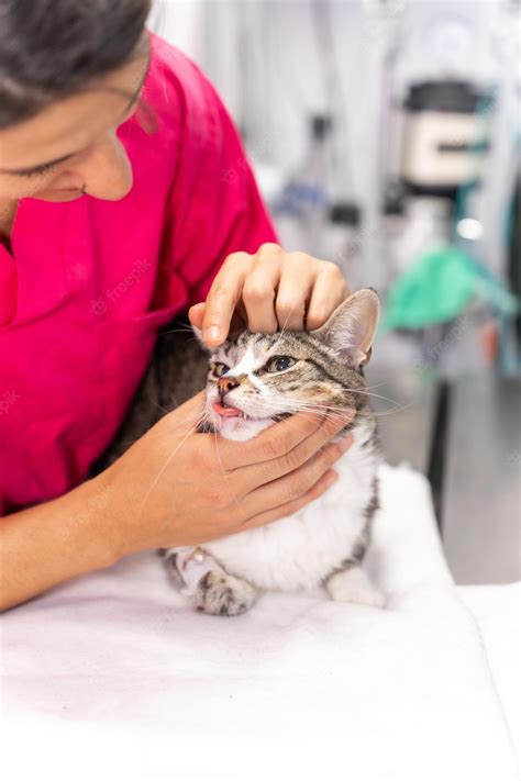 Clínica veterinaria joven veterinaria con un gato en la mesa de operaciones revisando sus ojos ...