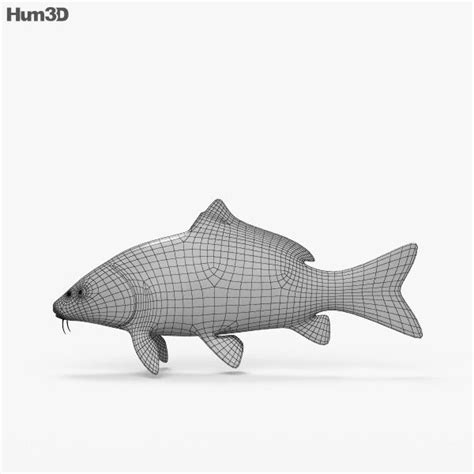 3D model of Carp HD in 2020 | Carp, 3d model, Model