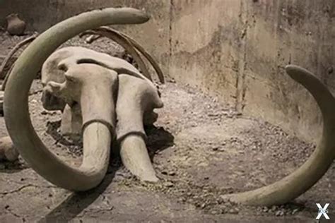 Кости мамонтов и древних животных с повышенной радиацией. Что произошло ...