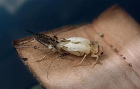 Как выглядит сверчок: фото «поющего» соседа и особенности его поведения ...