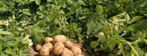 Картофель - купить, посадочный материал, семенной материал