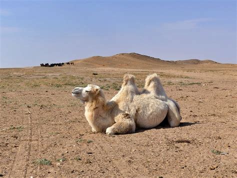 Le désert de Gobi en Mongolie