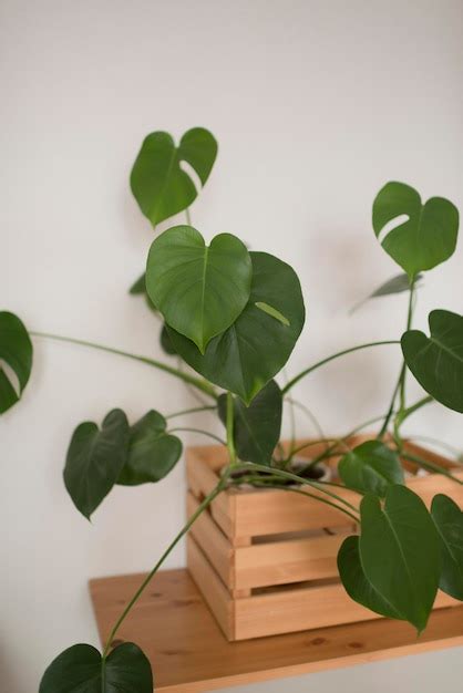 Premium Photo | Monstera plant in a wooden box