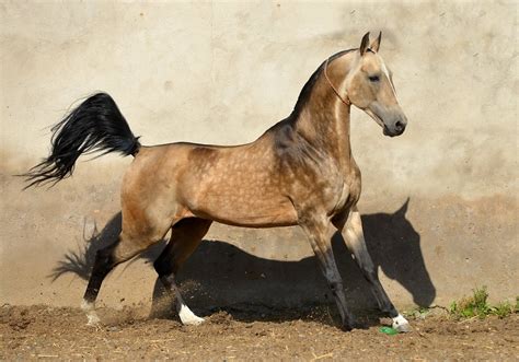 Tauro - Farm stud DACOR