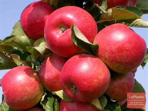 Яблоня домашняя (Malus domestica) — описание, выращивание, фото | на ...