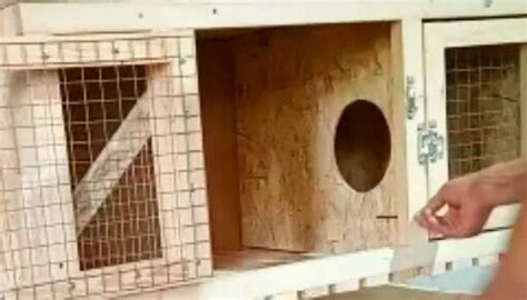 Клетка для кроликов с Маточником - Смотреть онлайн в поиске Яндекса по ...