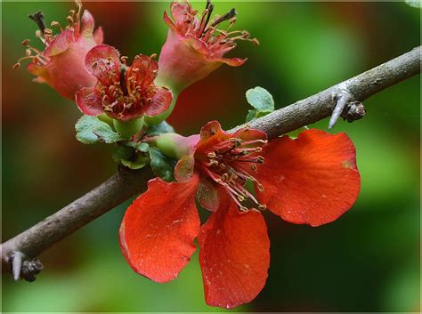 Chaenomeles japonica - Изображение особи - Плантариум