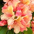Рододендрон купить саженцы l Русские Семена - интернет-магазин.