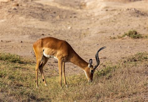 Antílope comiendo hierba en la sabana. parque nacional de amboseli ...