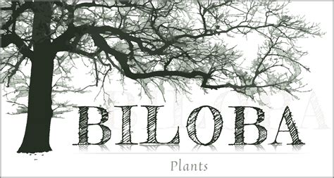 Biloba plants | Openbaar groen