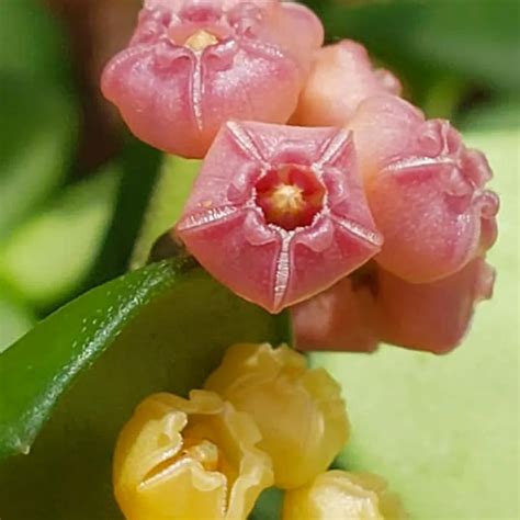 Plant FAQs: Hoya Heuschkeliana
