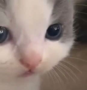 Создать мем "кот барсик и смешные предложение 2020, котик hehe ...