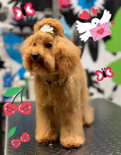 MIUCCIA – Best Of Breed