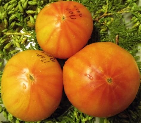 Томат Полосатый господин: описание сорта, ОТЗЫВЫ, фото | tomatland.ru