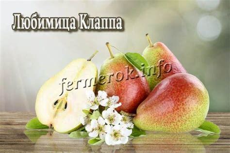 Груша Любимица Клаппа: описание сорта, посадка, уход,отзывы, фото