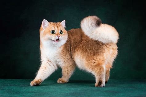 Коты манчкины - 76 фото