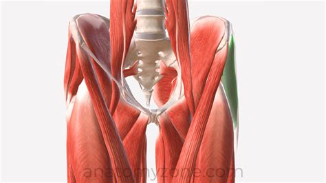 Tensor Fasciae Latae - Origin, Insertion, Action, 3D Model | AnatomyZone