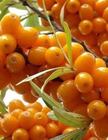 Облепиха Эссель: описание сорта, характеристики, особенности посадки и ...